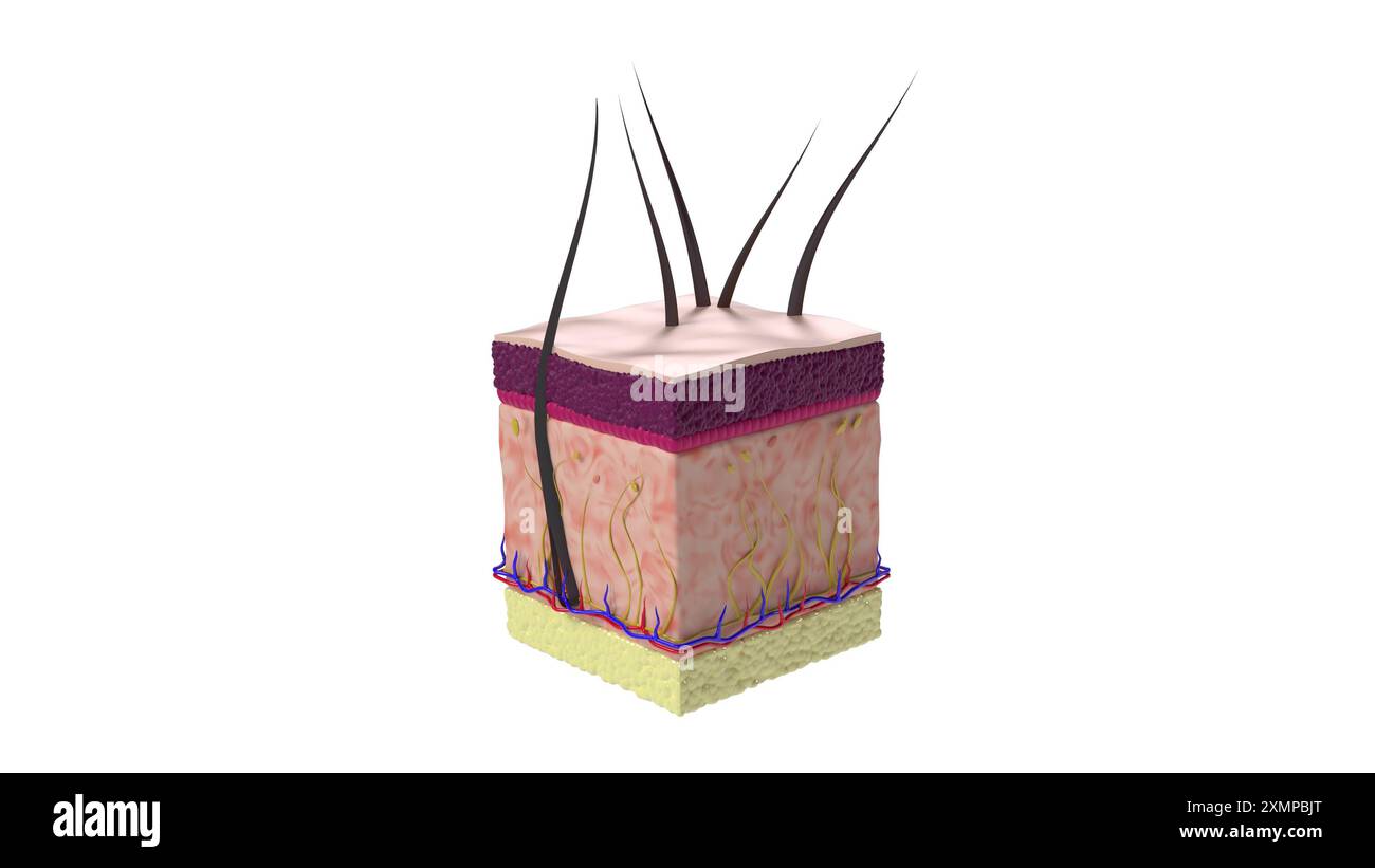 Skin care Cutting through layers of skin cube 3d render Stock Photo - Alamy