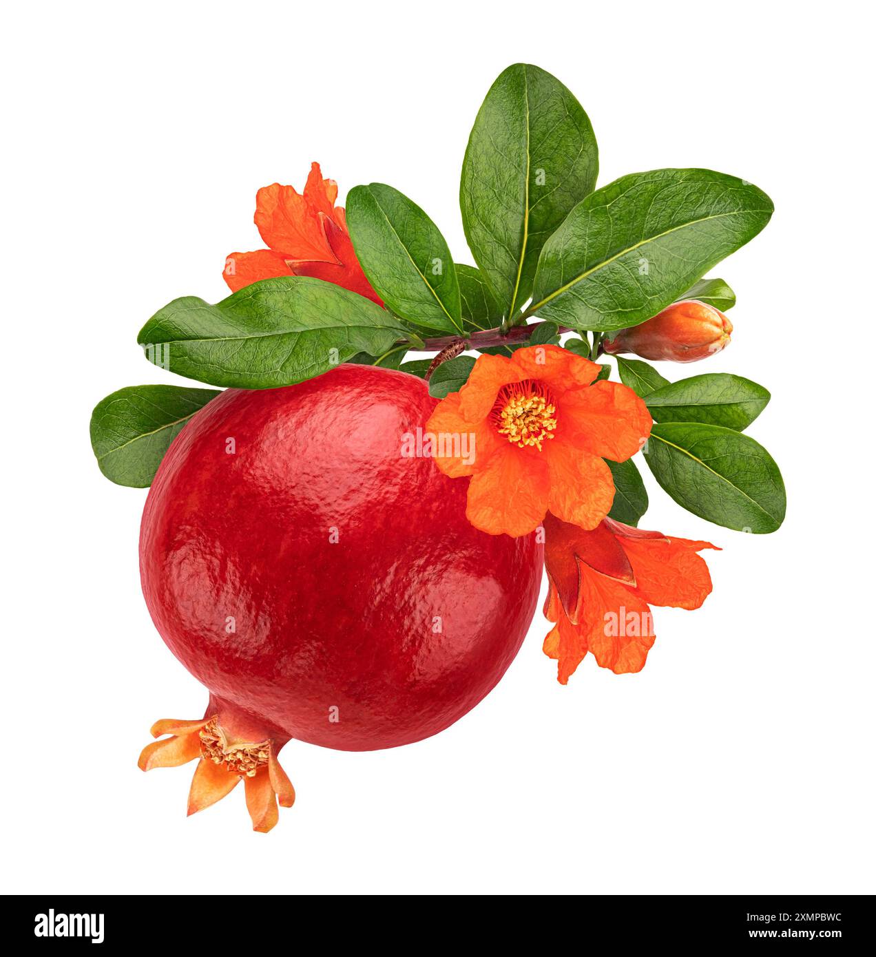 Pomegranate fruit flower hi-res stock photography and images - Alamy