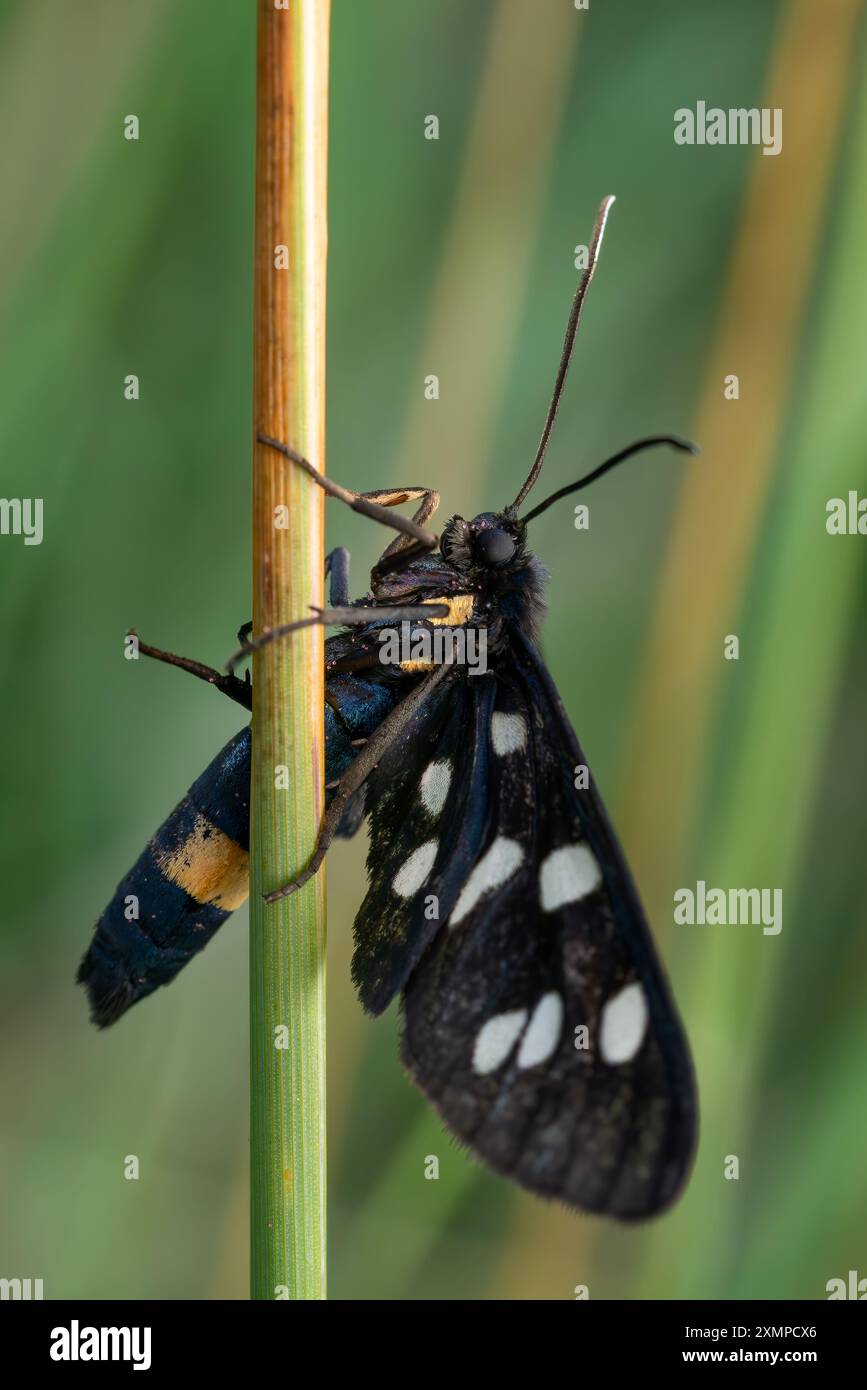 Nine-spotted moth - Amata phegea, beautiful colored moth from European ...