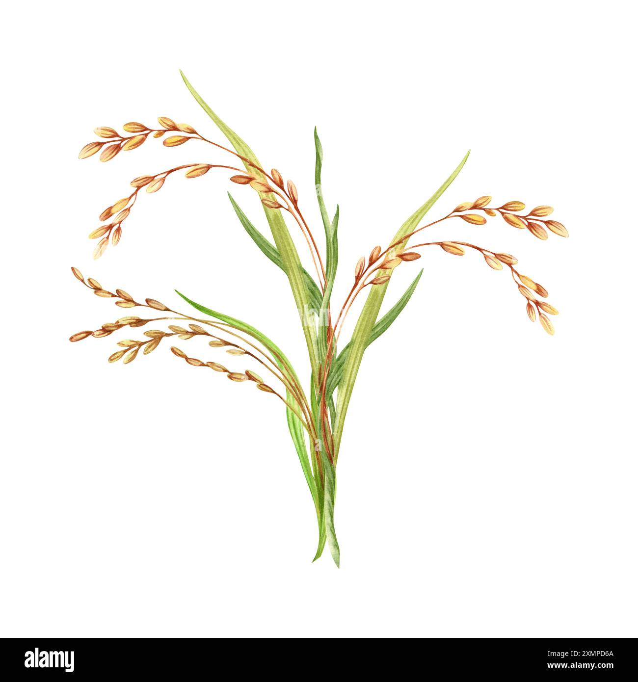 Rice plant watercolor illustration. Agricultural farming. Crop ...