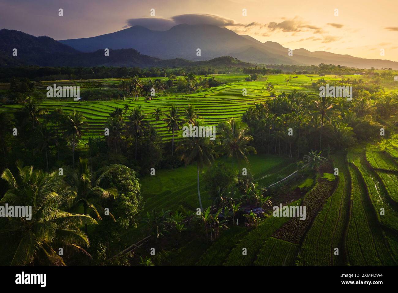 indonesia beauty landscape paddy fields in north bengkulu natural beautiful morning view from ...