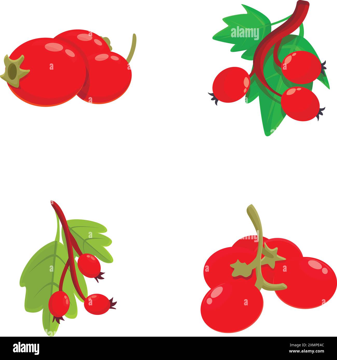 Hawthorn plant icons set cartoon vector. Hawberry branch with red berry ...