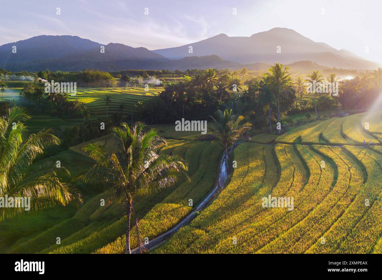 indonesia beauty landscape paddy fields in north bengkulu natural beautiful morning view from ...