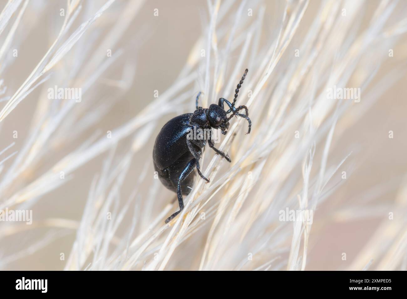 A oil beetle (Genus Meloe) on dry grass with a glossy black exoskeleton ...