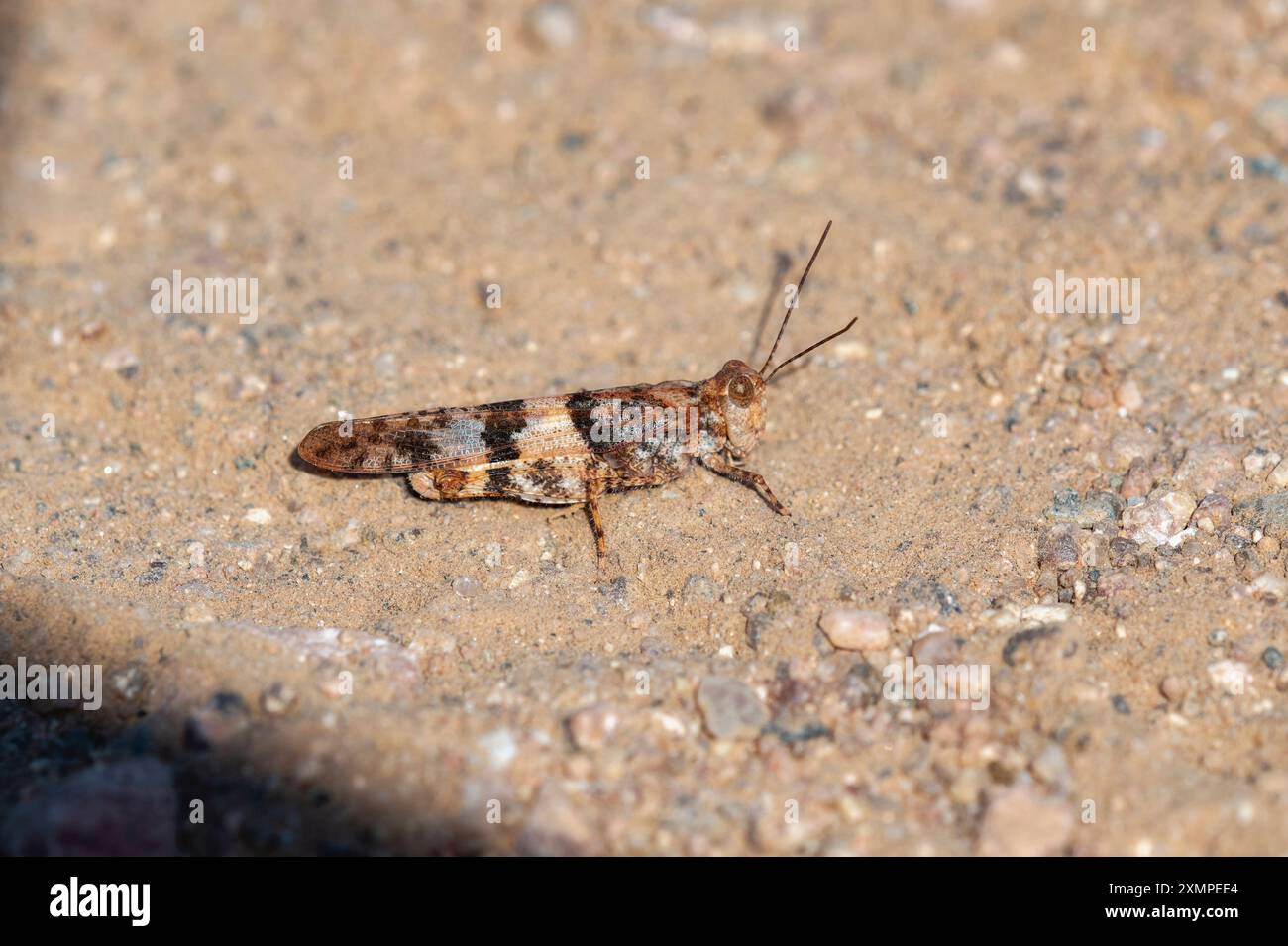 A pallid winged grasshopper Trimerotropis pallidipennis is perched on ...