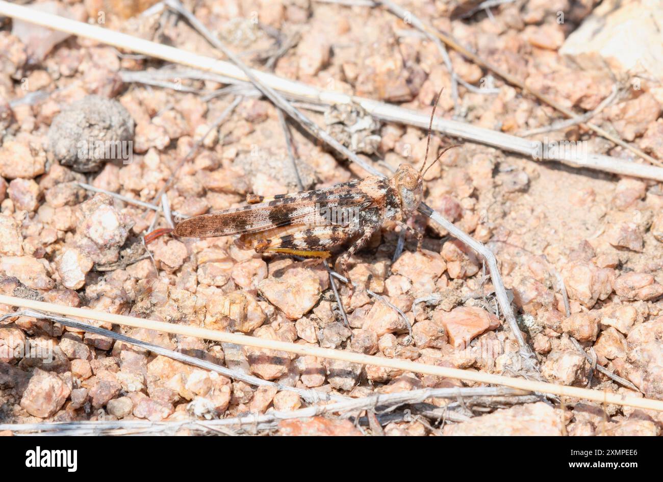 A pallid winged grasshopper (Trimerotropis pallidipennis) is seen ...