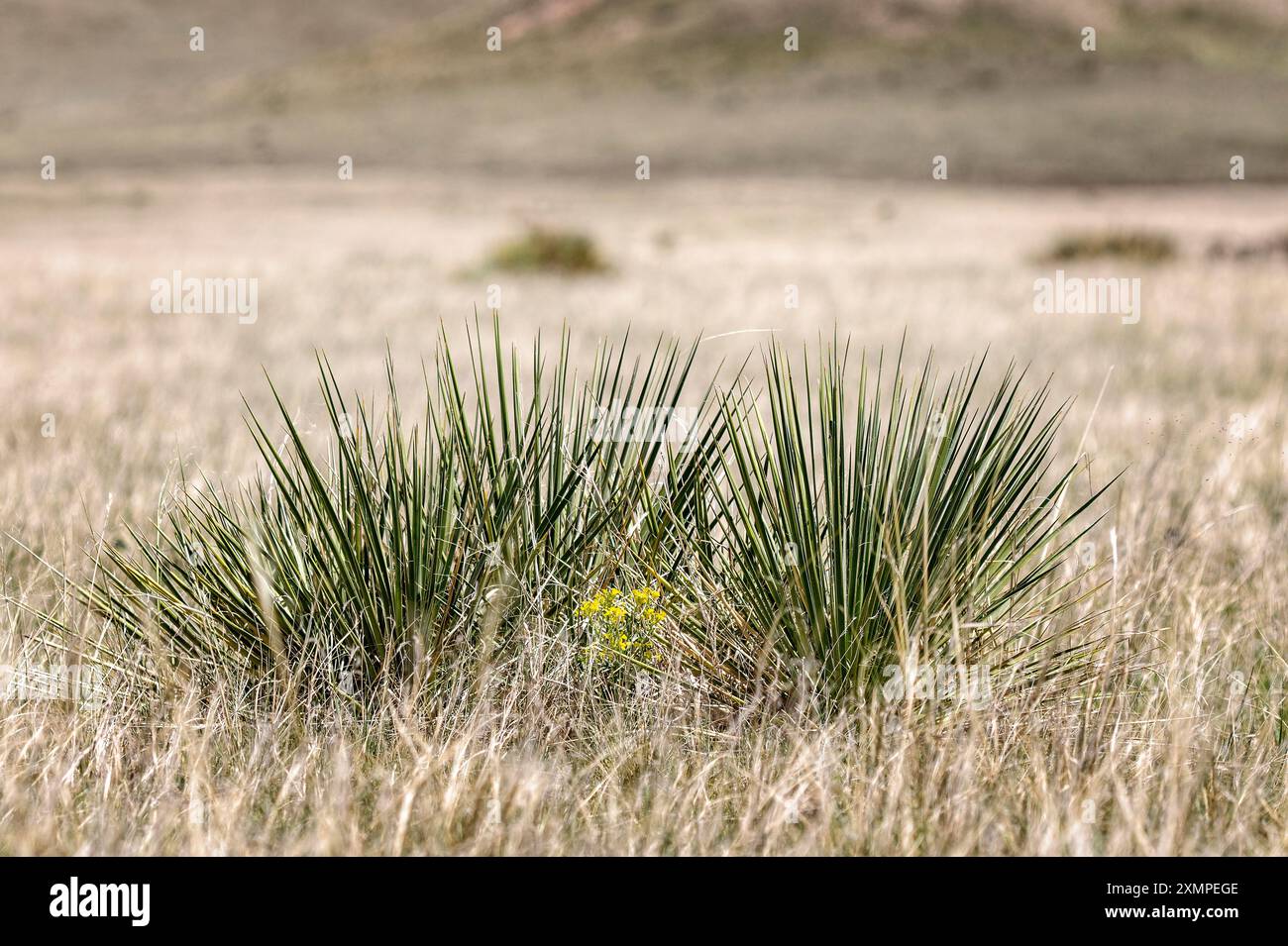 Springtime at Pawnee National Grasslands reveals an array of native ...