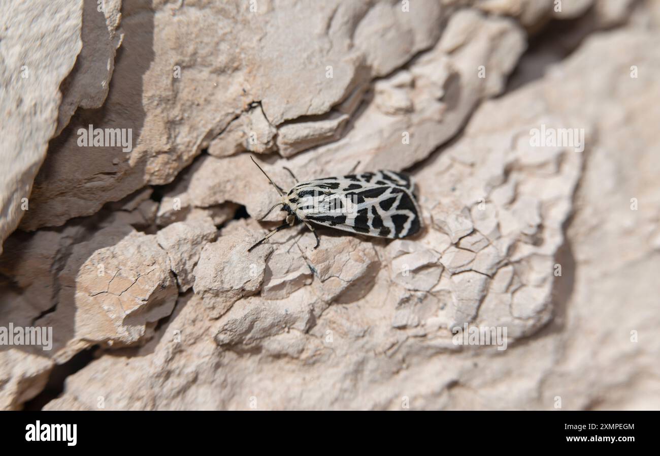 A Phyllira Tiger Moth (Apantesis phyllira) is observed delicately ...