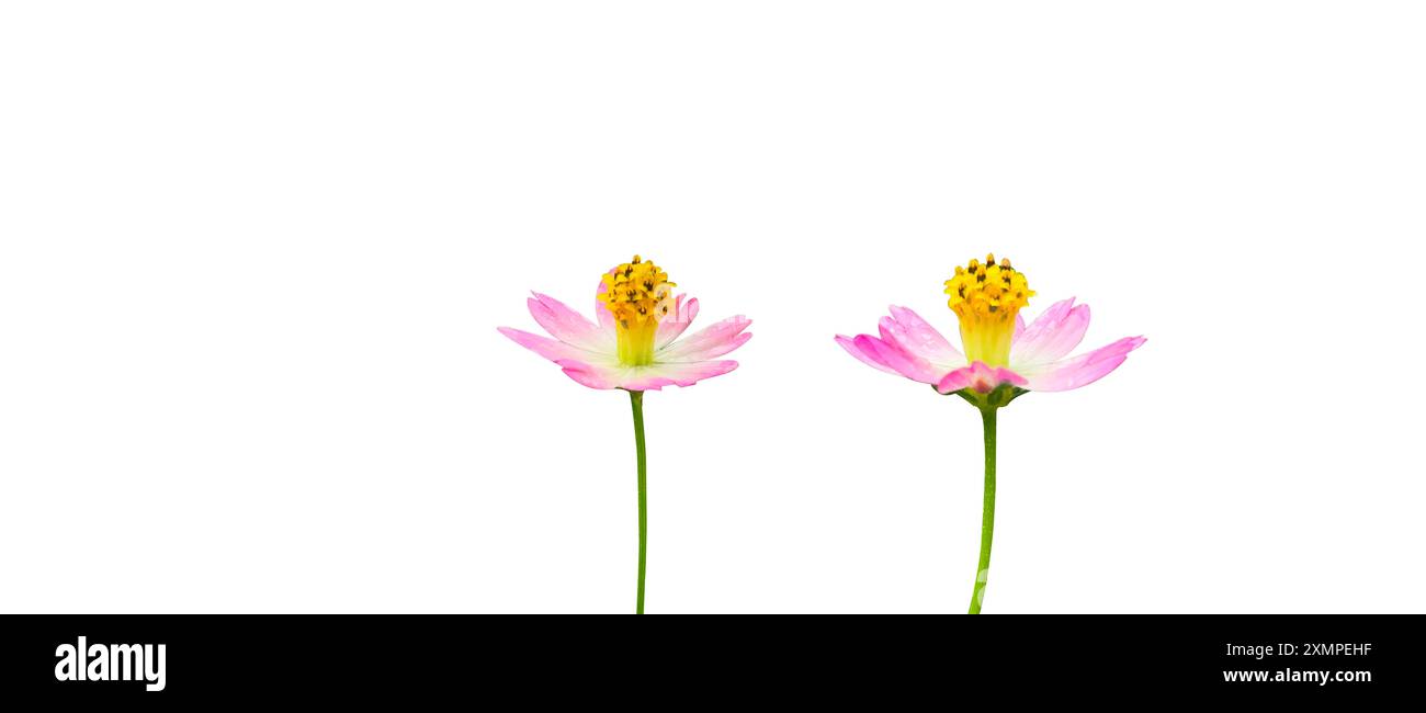 Accentuated decor Cut Out Stock Images & Pictures - Alamy