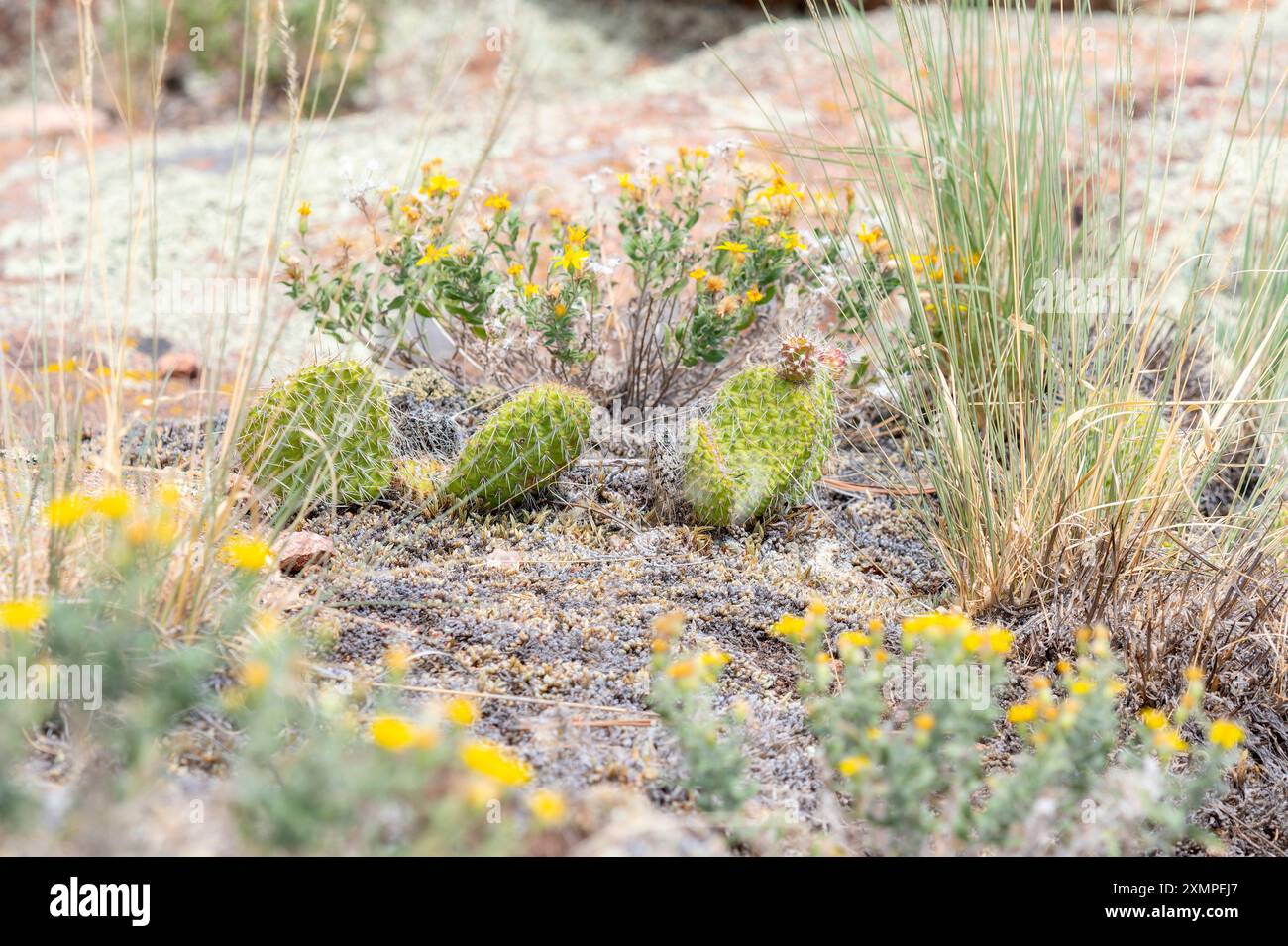 The prickly pear cactus (Genus Opuntia) stands resilient amidst rocky ...