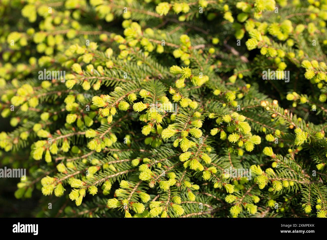 Spruce spring fruit. spring-harvested spruce tips have been used by the ...