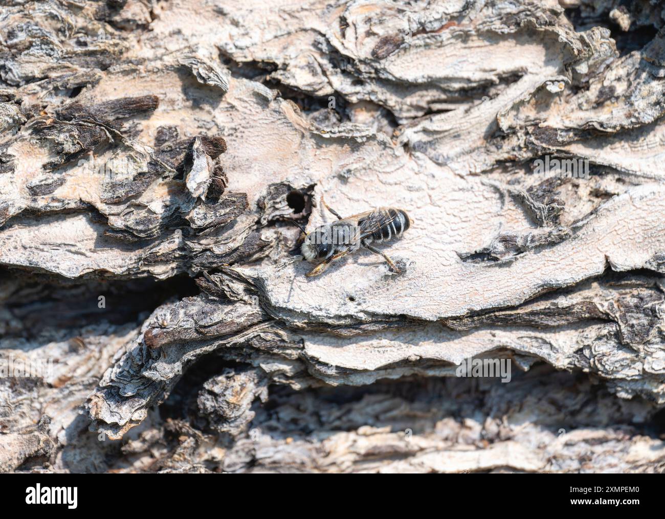 A Pugnacious Leafcutter Bee; Megachile pugnata; is actively foraging on ...