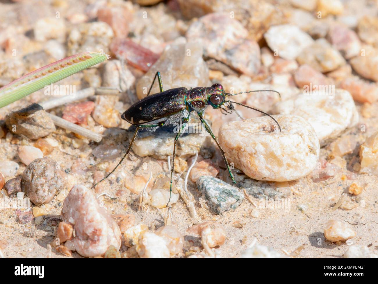 A punctured tiger beetle (Cicindela punctulata) is observed navigating ...