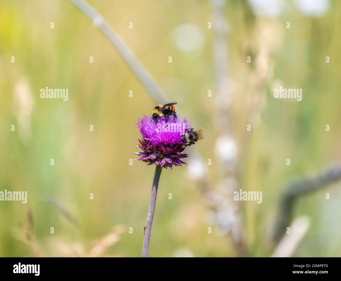 A red belted bumble bee busily gather nectar from a Musk Thistle ...