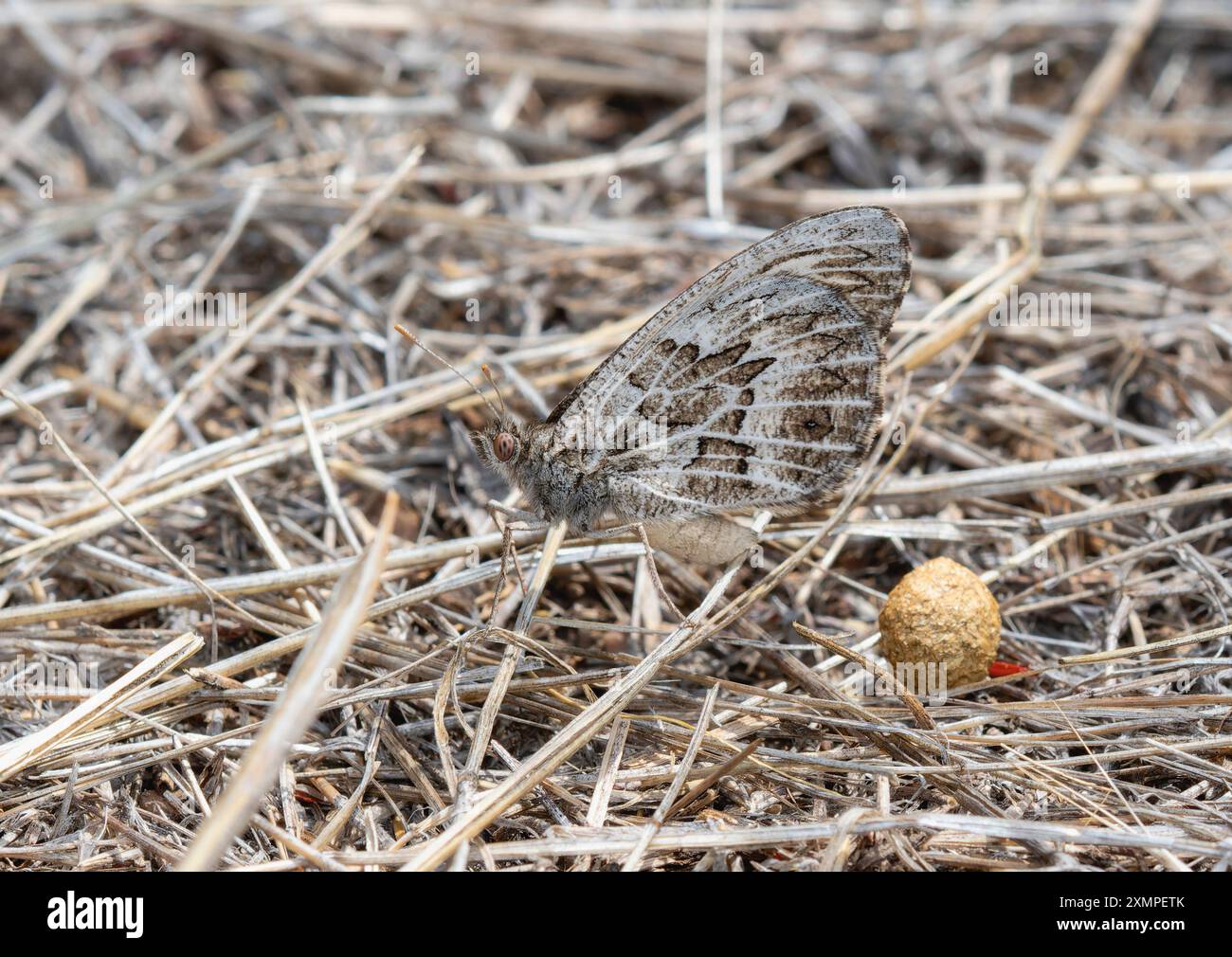 Ridings satyr butterfly hi-res stock photography and images - Alamy