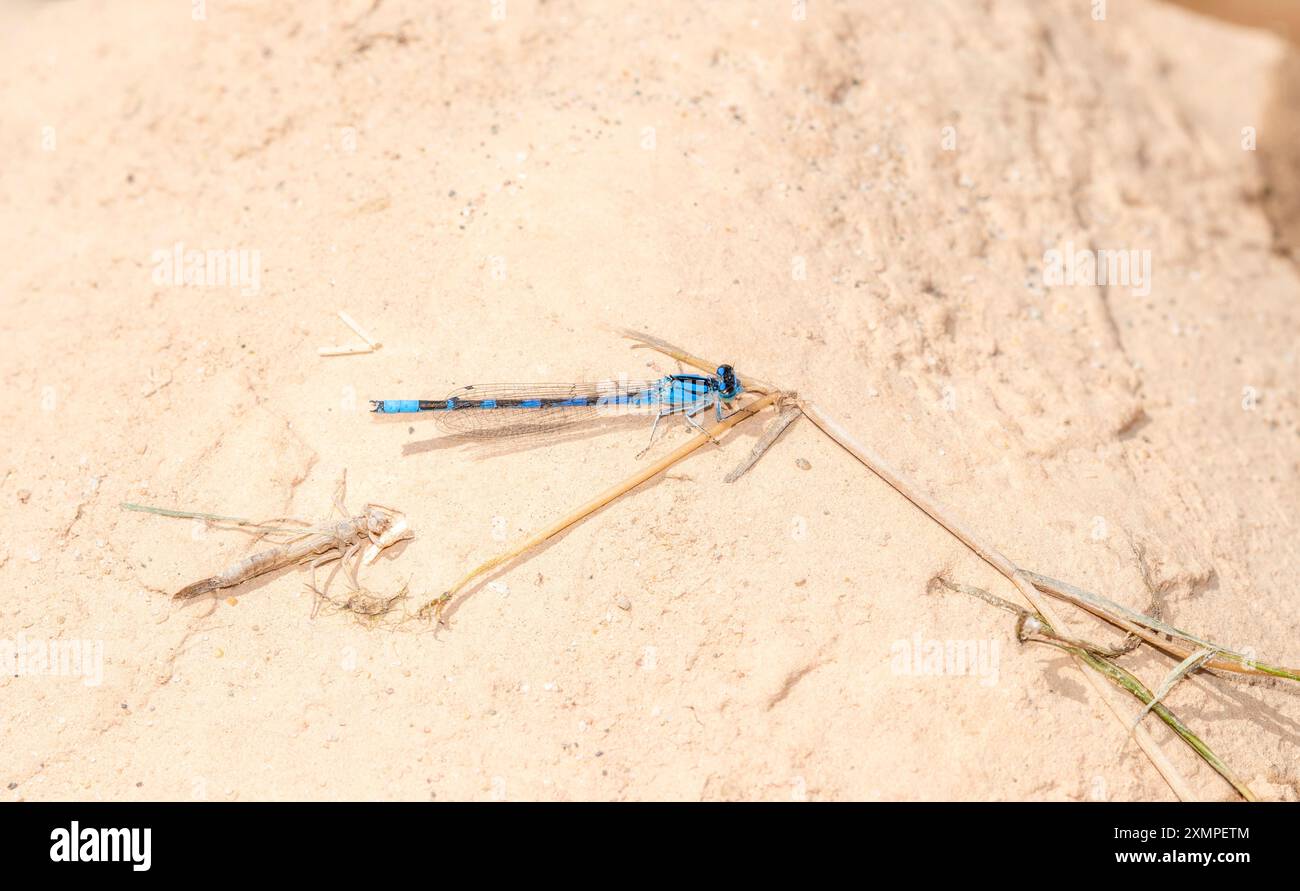 A stunning River Bluet (Enallagma anna) damselfly rests on a dry patch ...