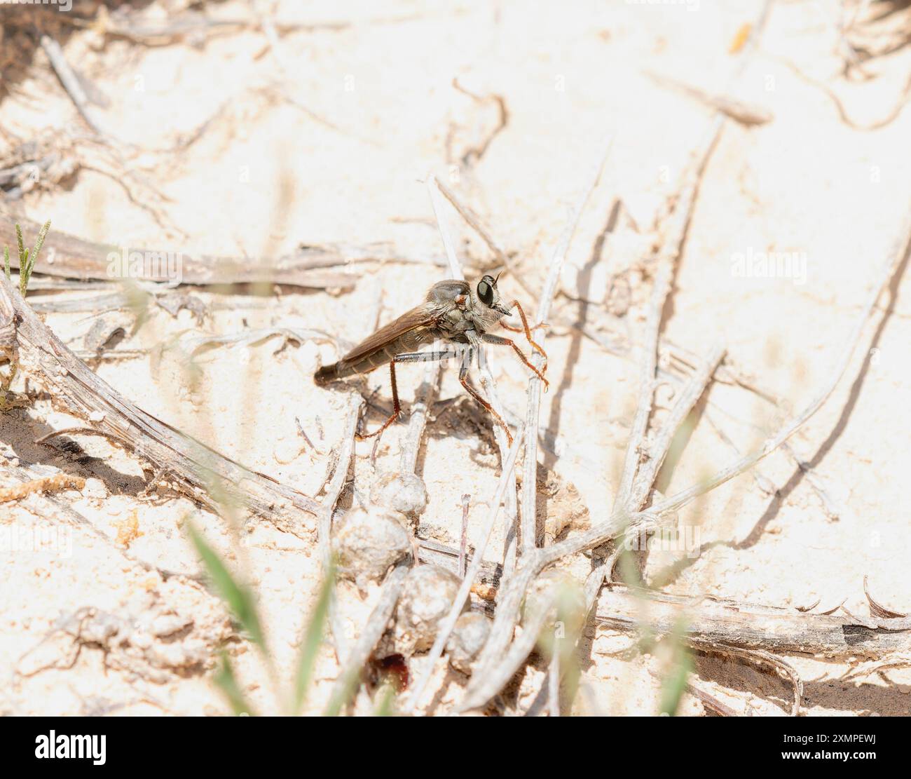 Within insect anatomy hi-res stock photography and images - Alamy