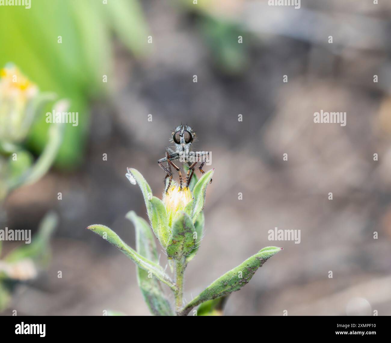 A robber fly of the Machimus genus perches on a delicate flower leaf in ...