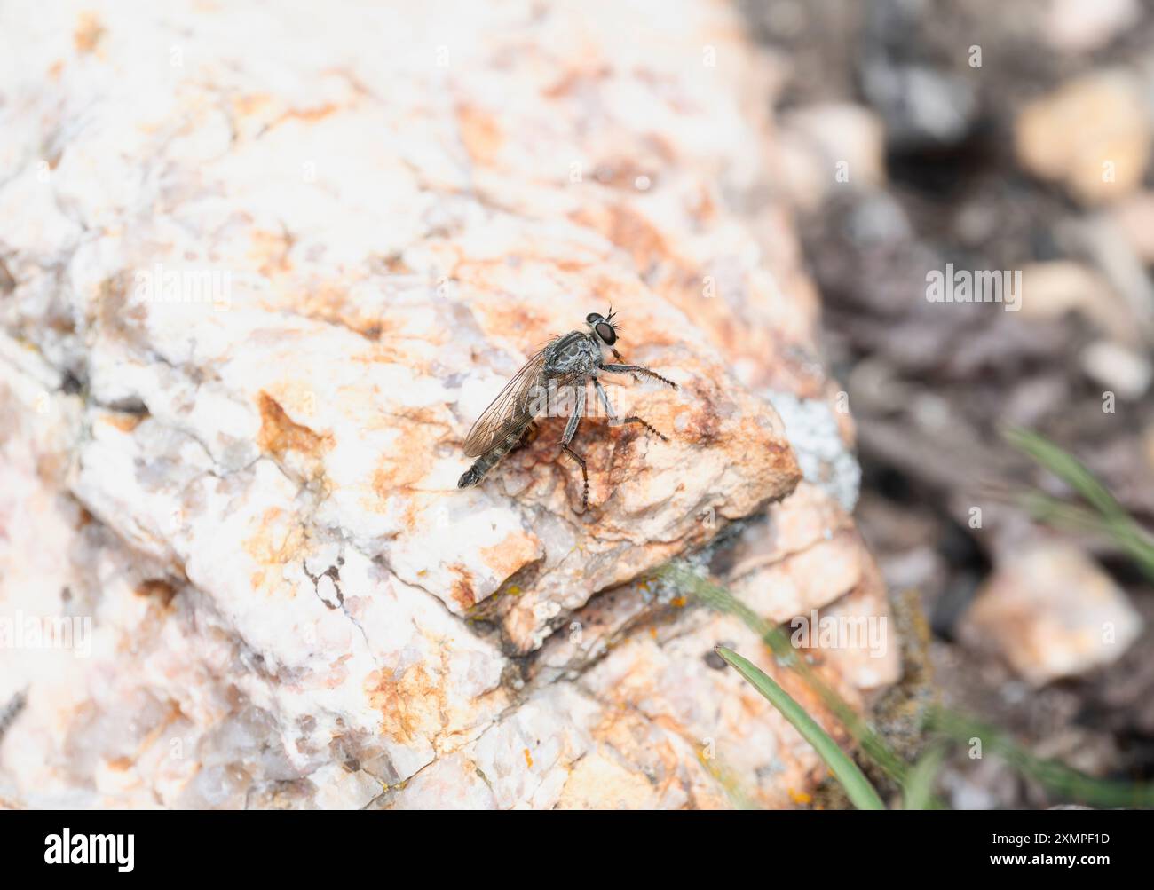 A robber fly in the genus machimus perched atop a rugged rock formation ...