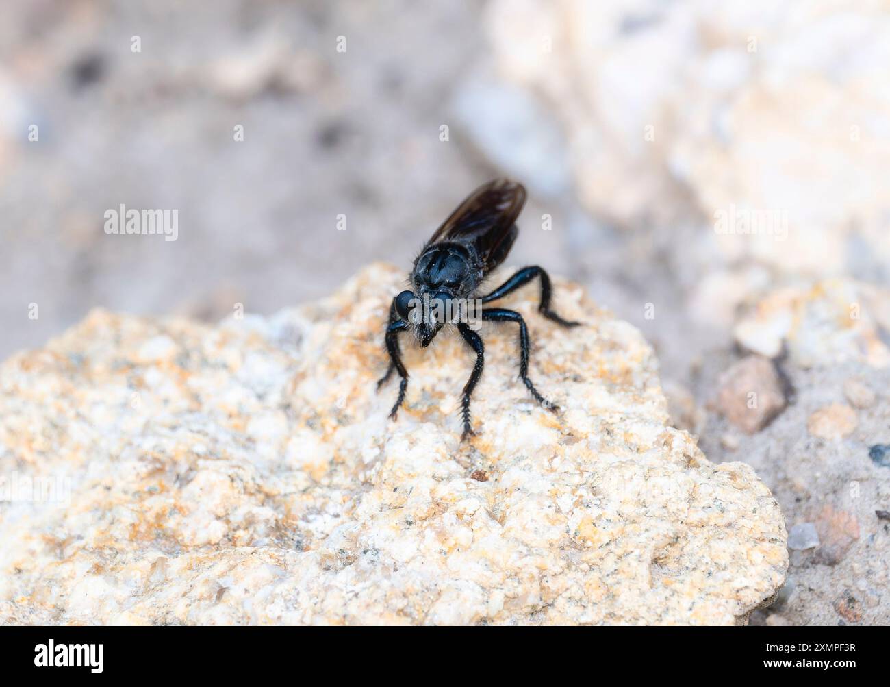 A robber fly from the genus Pogonosoma is perched on a rocky surface ...