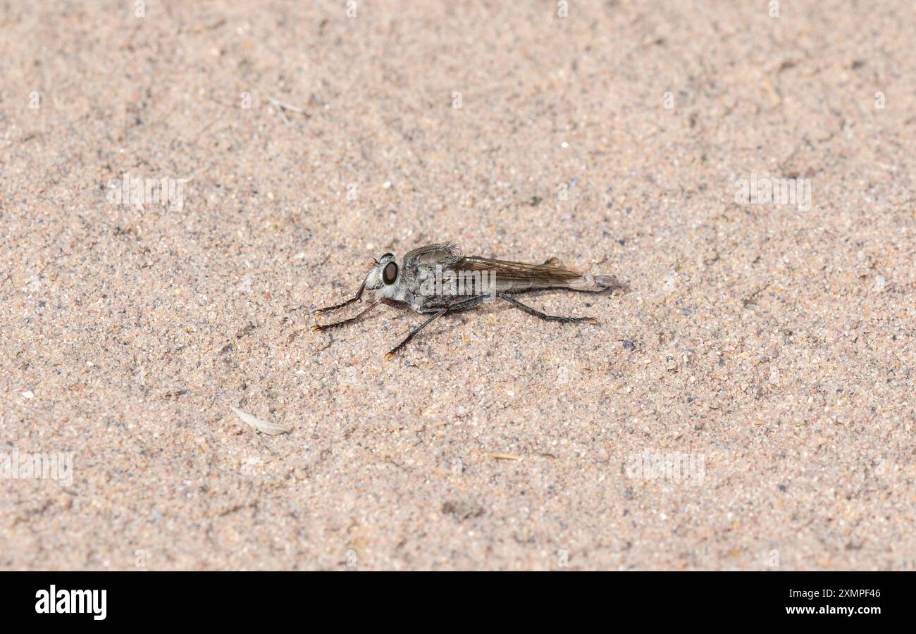 Entomology enthusiasts hi-res stock photography and images - Alamy