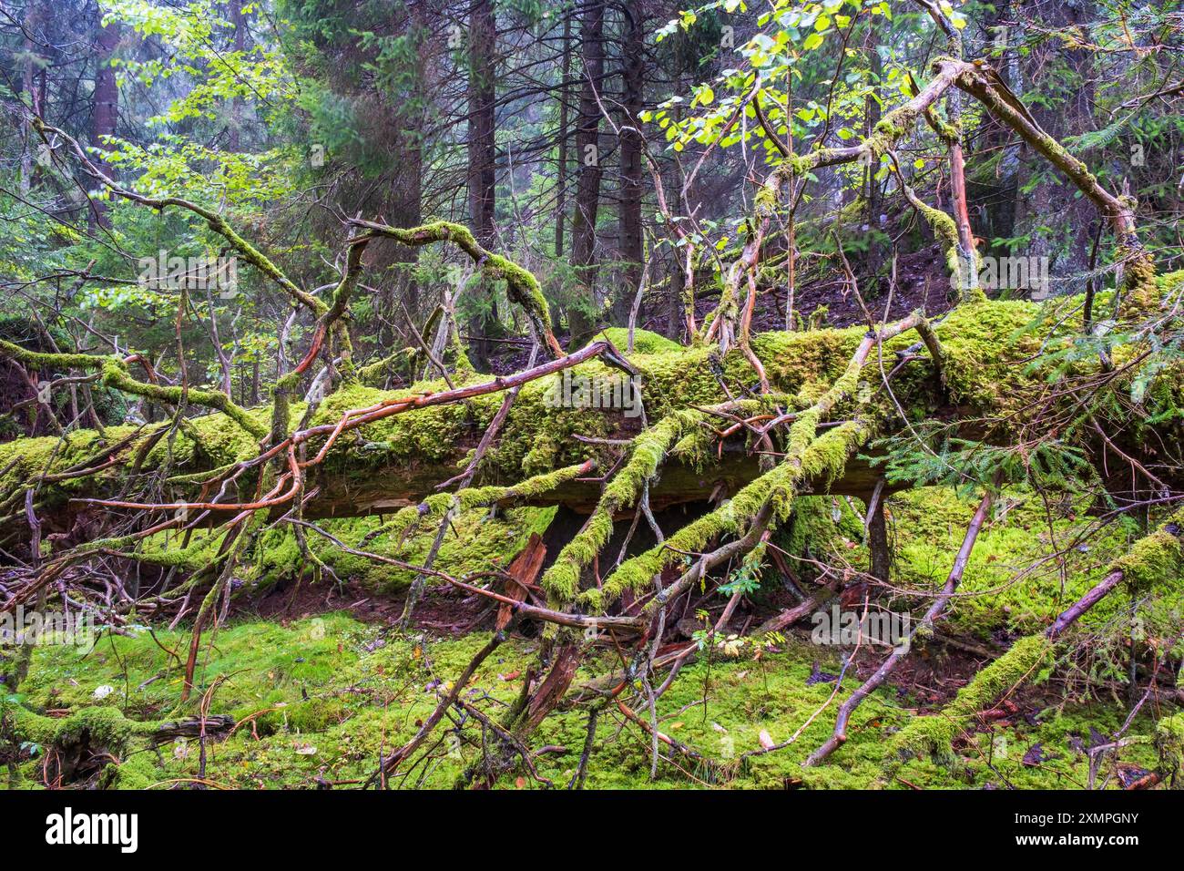 Old fallen tree wilderness remote hi-res stock photography and images ...