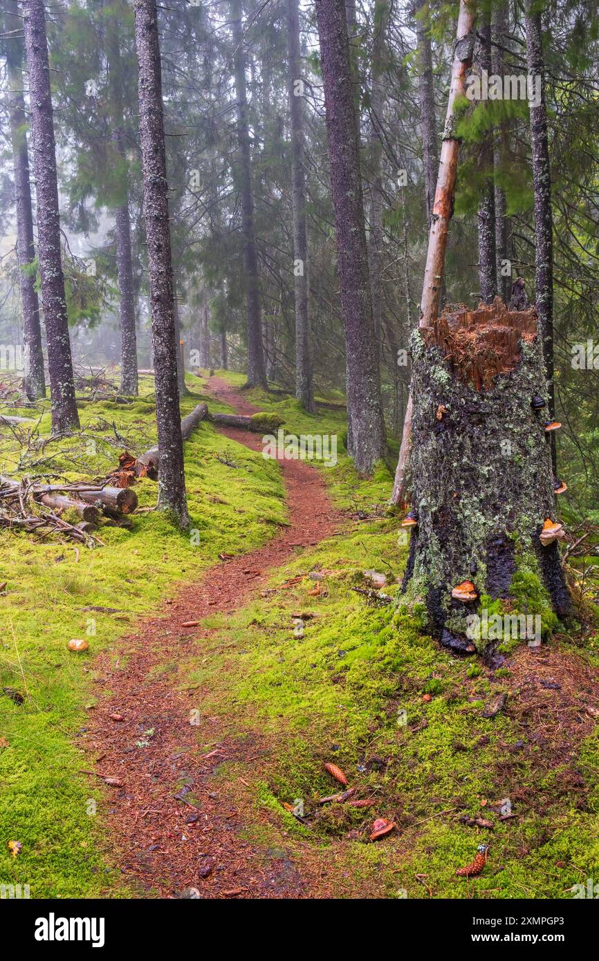 Stump footpath hi-res stock photography and images - Alamy