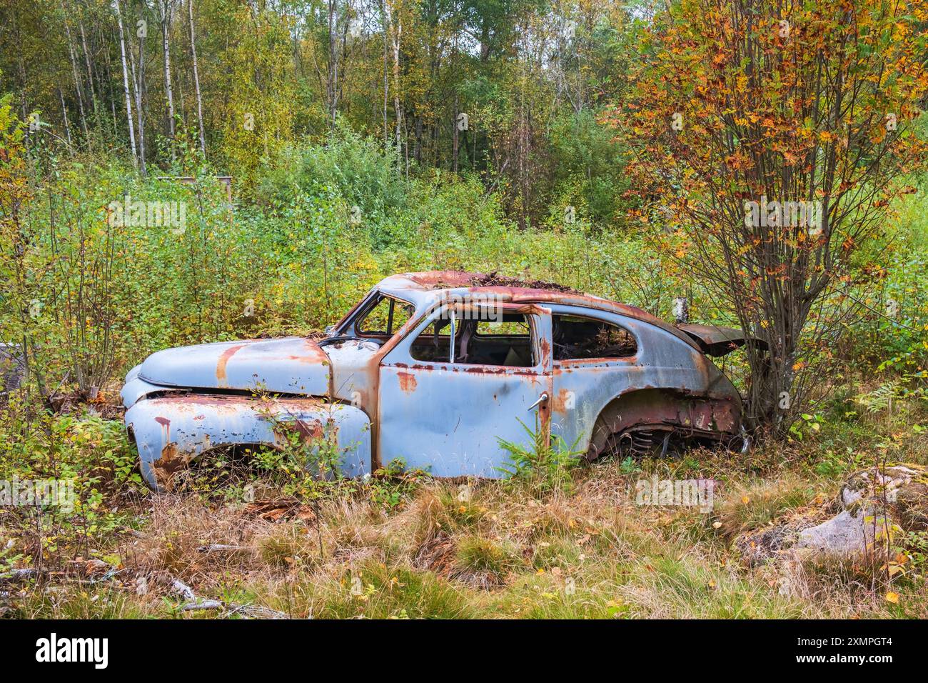Old abandoned car overgrown vegetation hi-res stock photography and images - Alamy