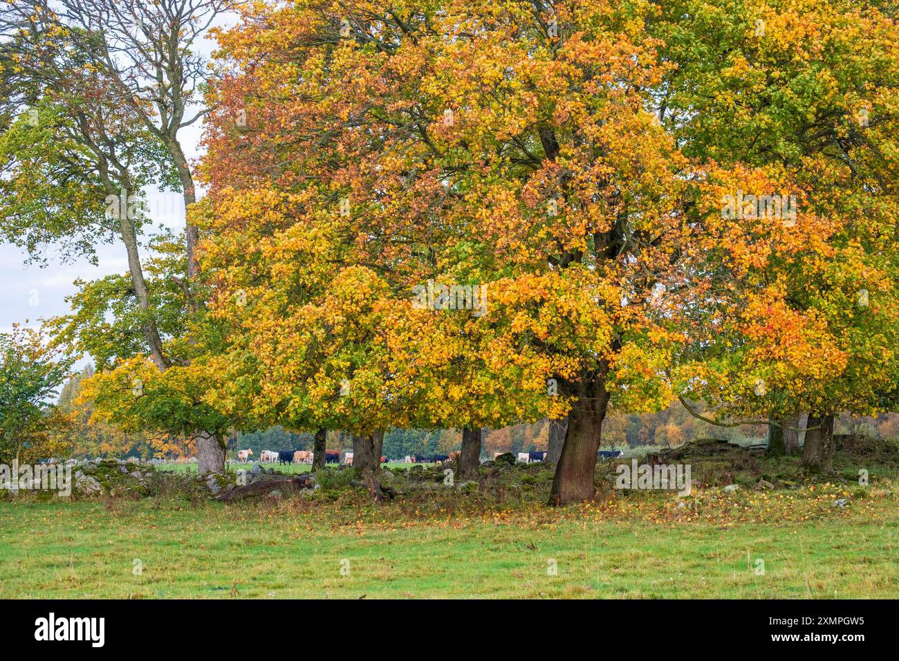 Maple tree grove hi-res stock photography and images - Alamy