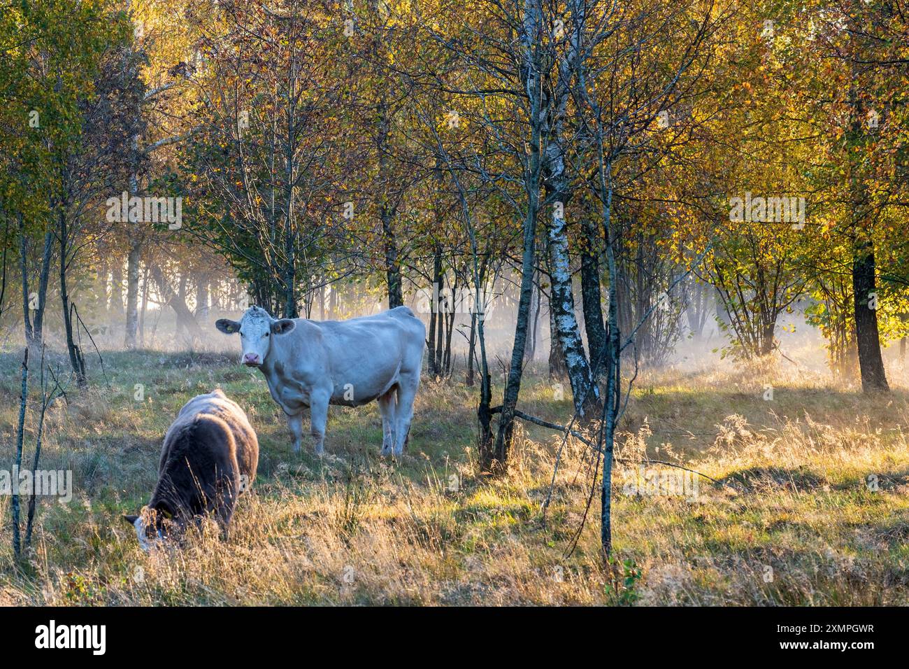 Beautiful autumn birch grove hi-res stock photography and images - Alamy