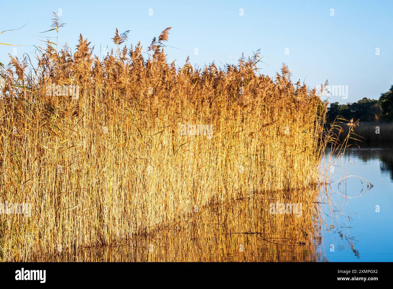 Reed bed in a lake in sunshine Stock Photo - Alamy