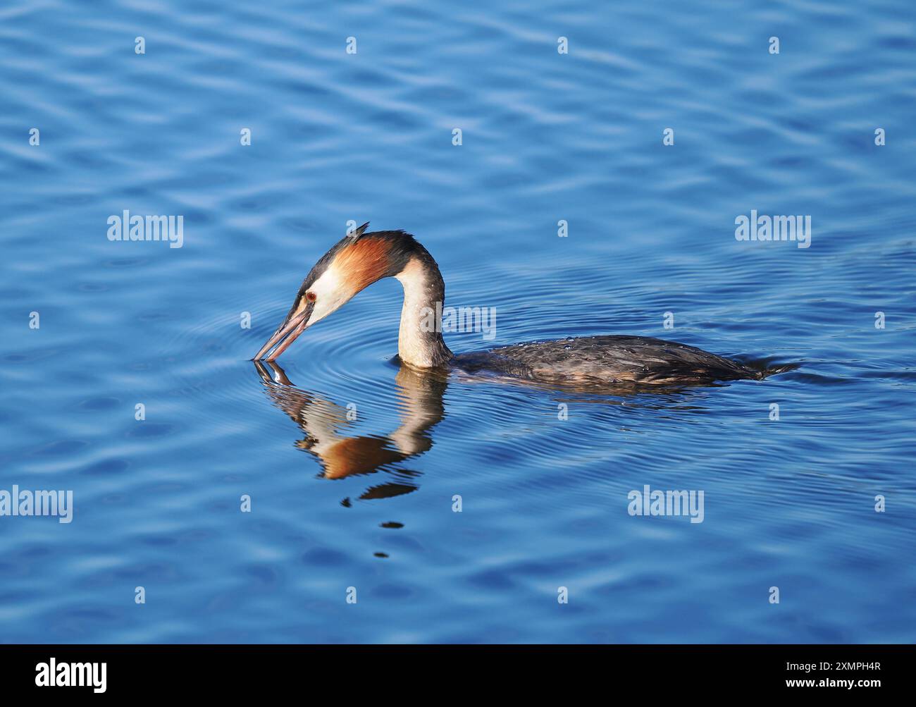 Great crested grebe with its chick, still diving looking for fish to ...