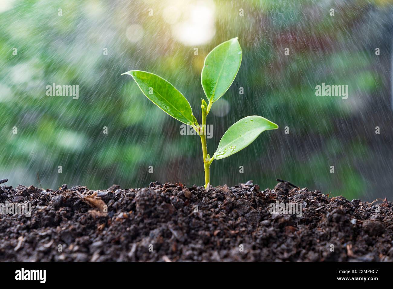 Agricultural dew close up color growth and development dawn hi-res ...