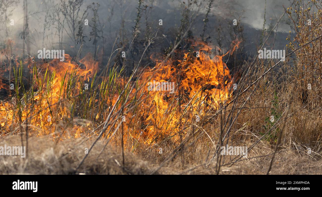 Forest and steppe fires dry completely destroy the fields and steppes ...