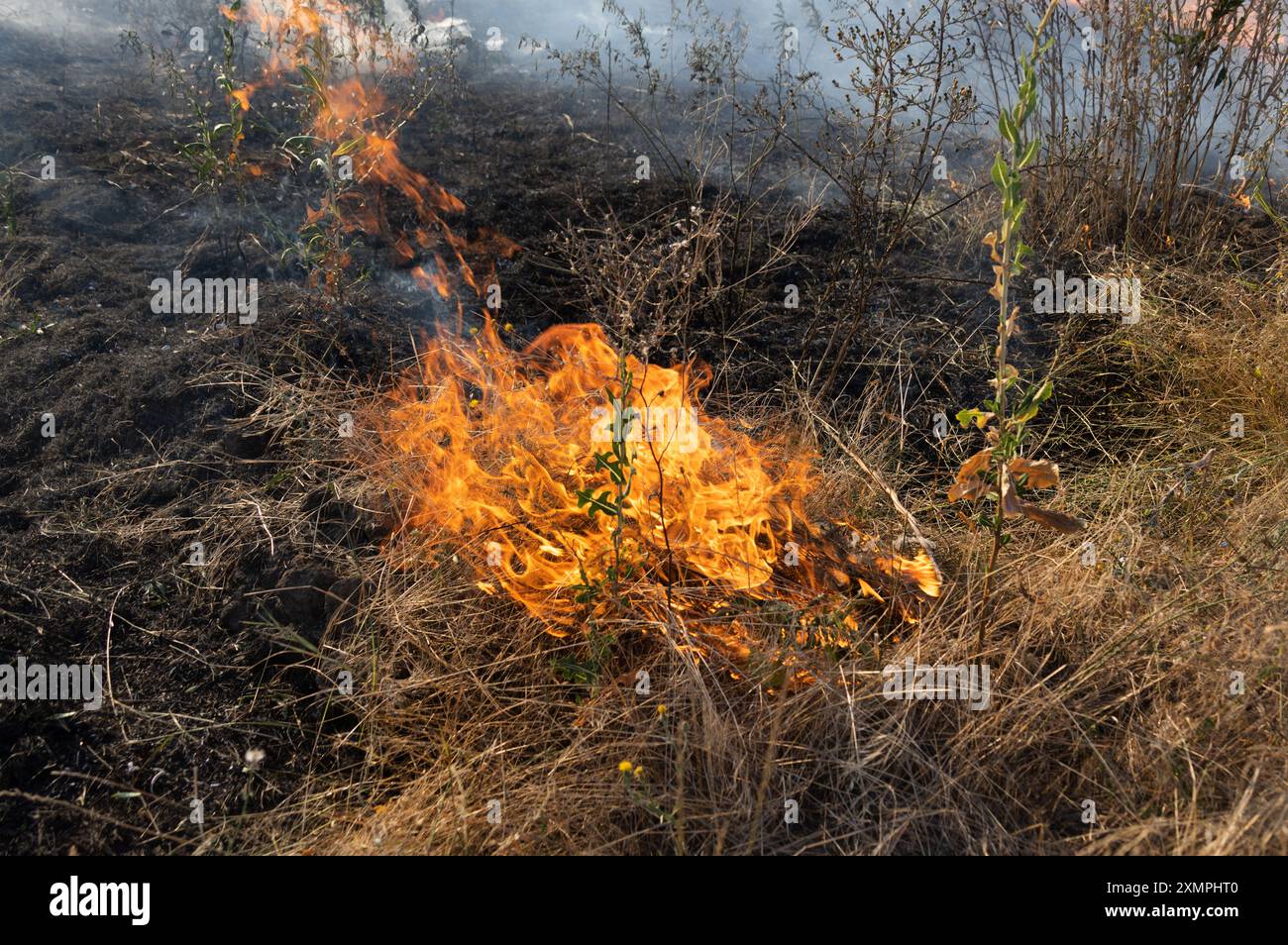 Forest and steppe fires dry completely destroy the fields and steppes ...