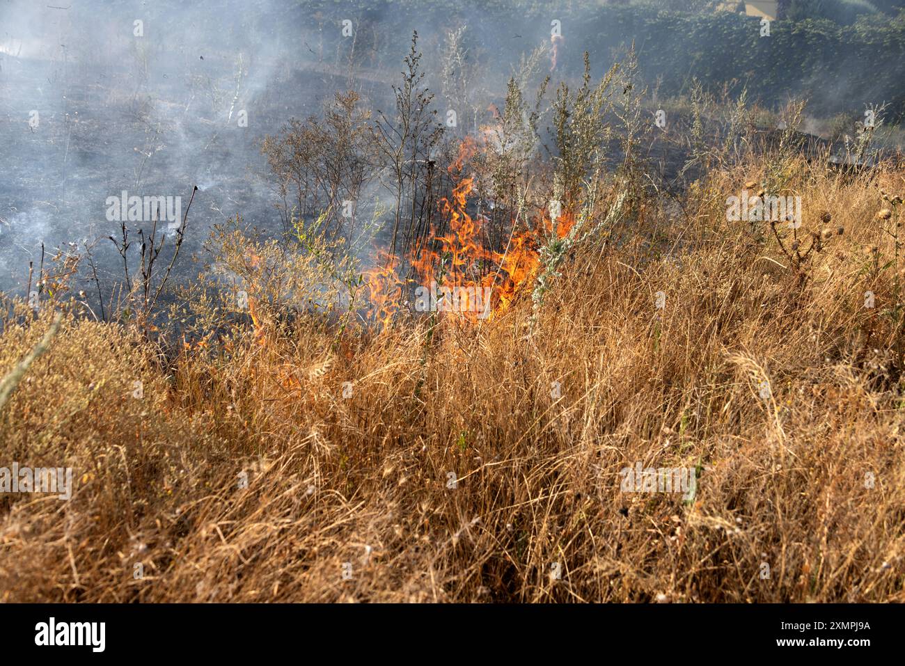 Forest and steppe fires dry completely destroy the fields and steppes ...