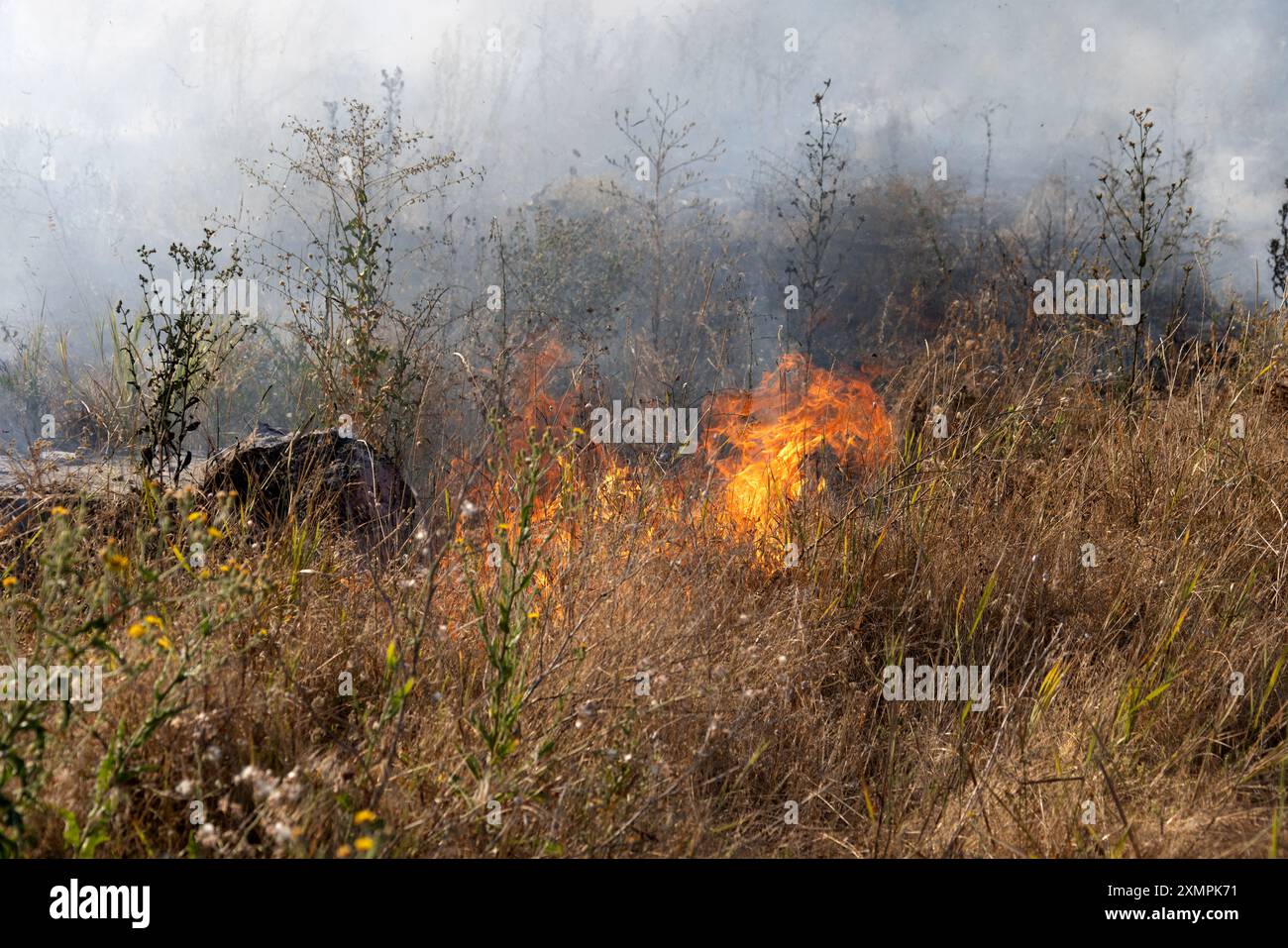 Forest and steppe fires dry completely destroy the fields and steppes ...
