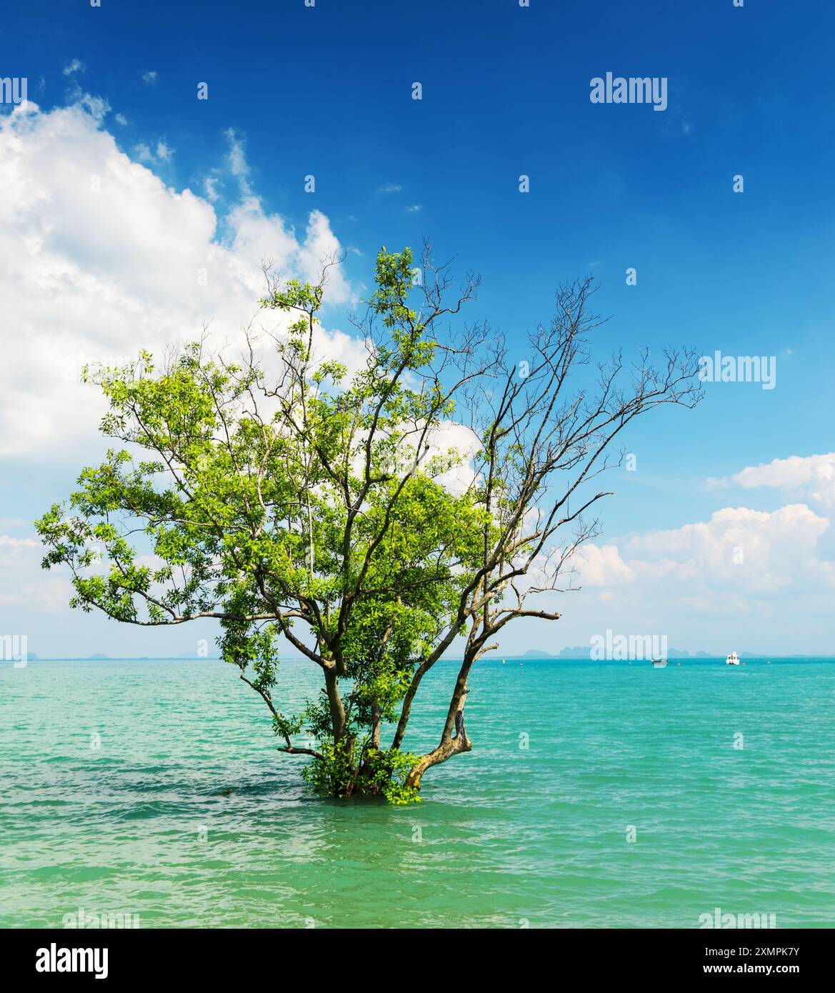 Tree growing in the water Stock Photo - Alamy