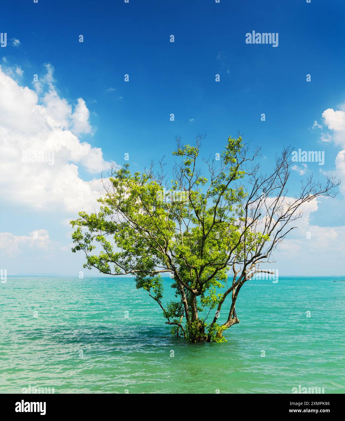 Tree growing in the water Stock Photo - Alamy