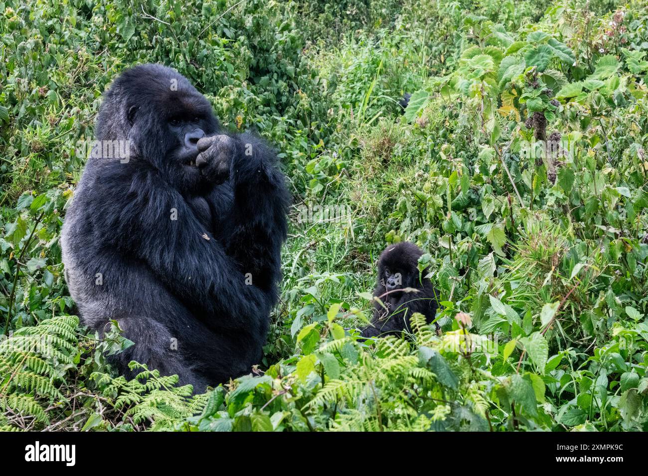 Rwanda, Volcanoes National Park. Mountain gorilla (Gorilla beringei beringei) Amahoro family ...