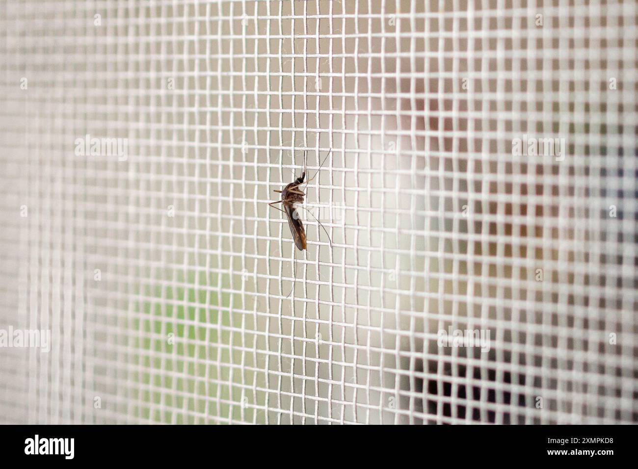 mosquito on insect net wire screen close up on house window Stock Photo ...
