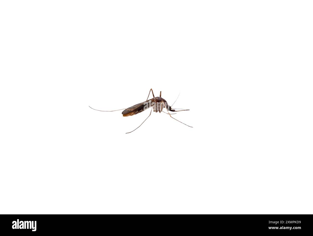 Anopheles mosquito detail hi-res stock photography and images - Alamy