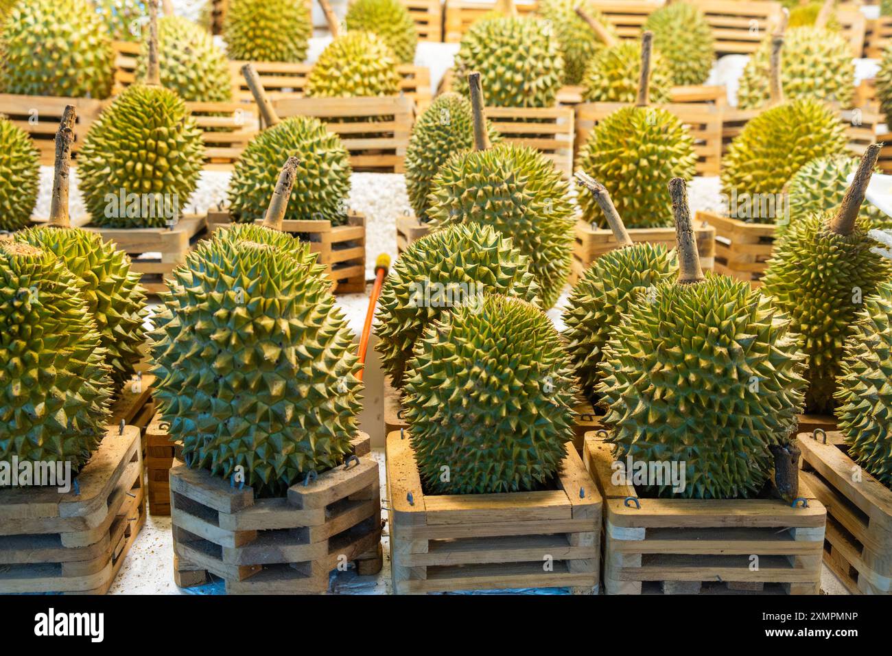 Fresh tropical durian fruits displayed at a market stall. Colorful ...