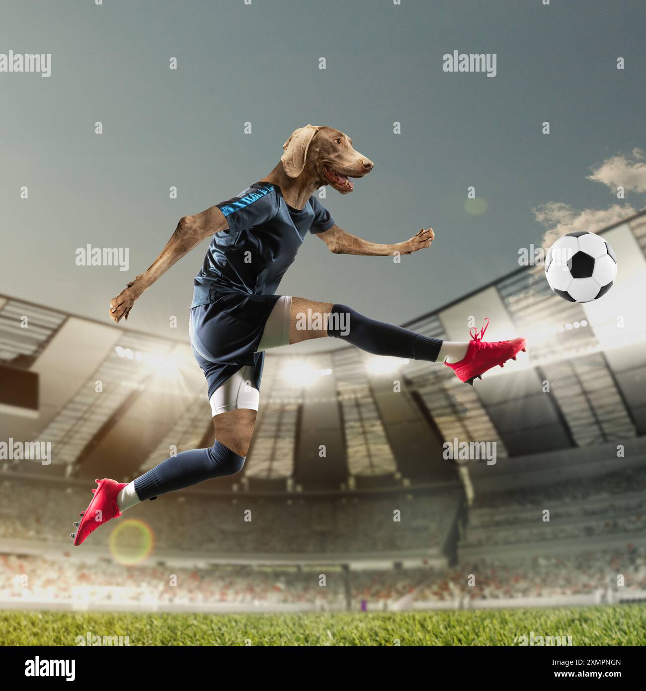 Determined soccer athlete with dogs muzzle on head, hitting ball during ...