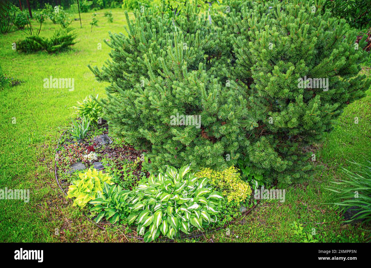 Decorative, green shrubs in the park. Juniper bush in the garden on a ...