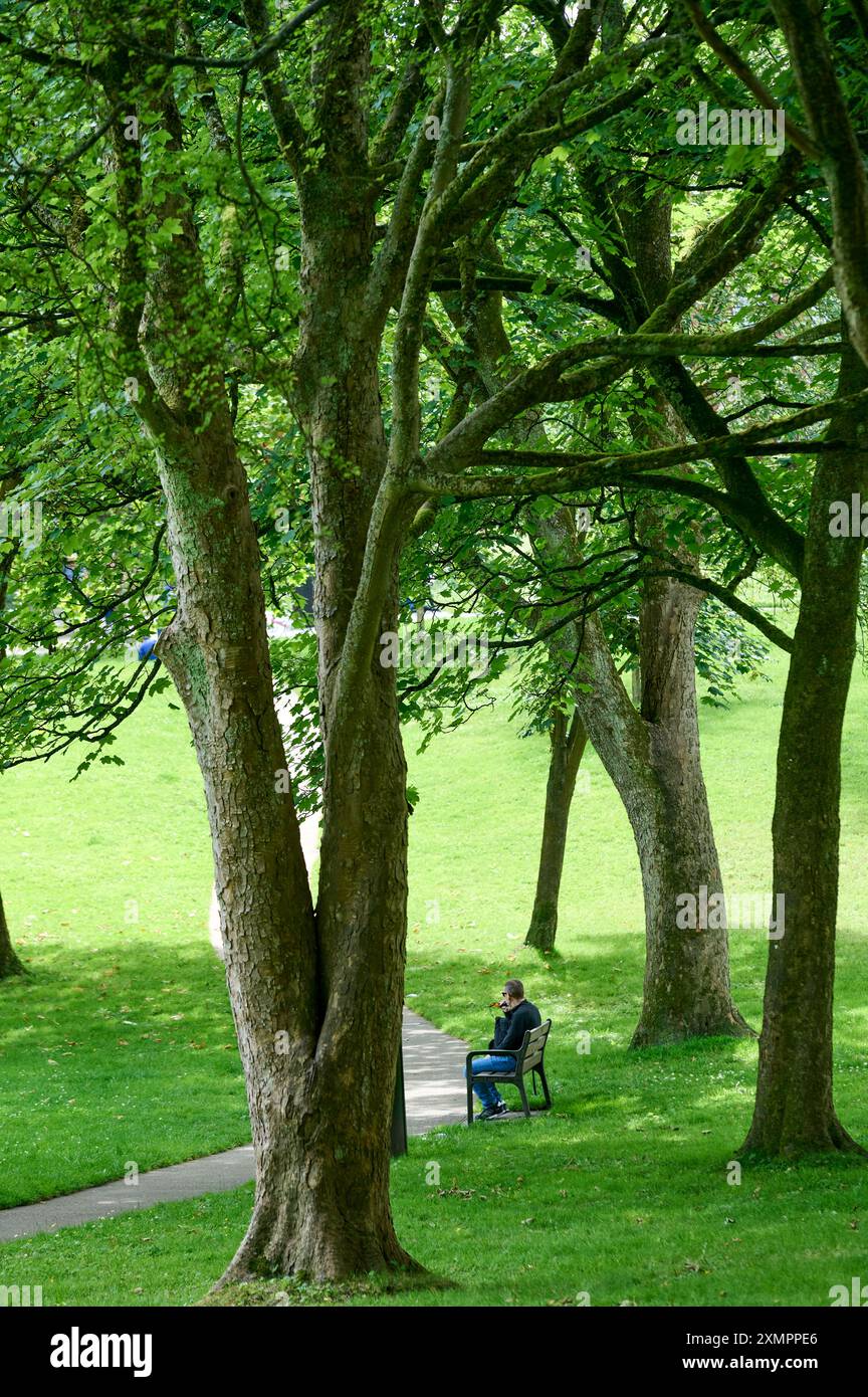 Man sat on bench in public park surrounded by trees,UK Stock Photo - Alamy