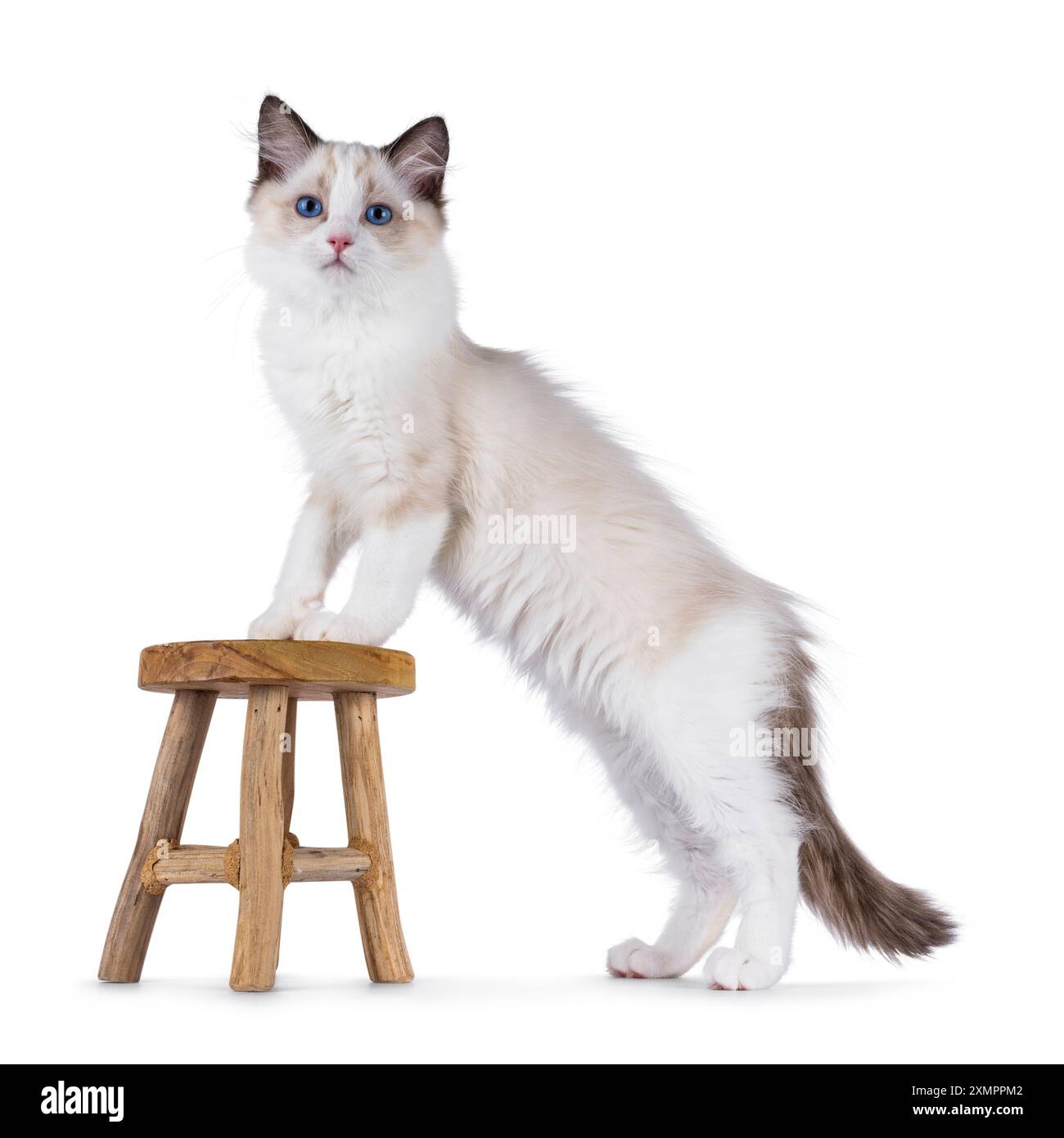 Cute Ragdoll cat kitten standing side ways with front paws on little ...