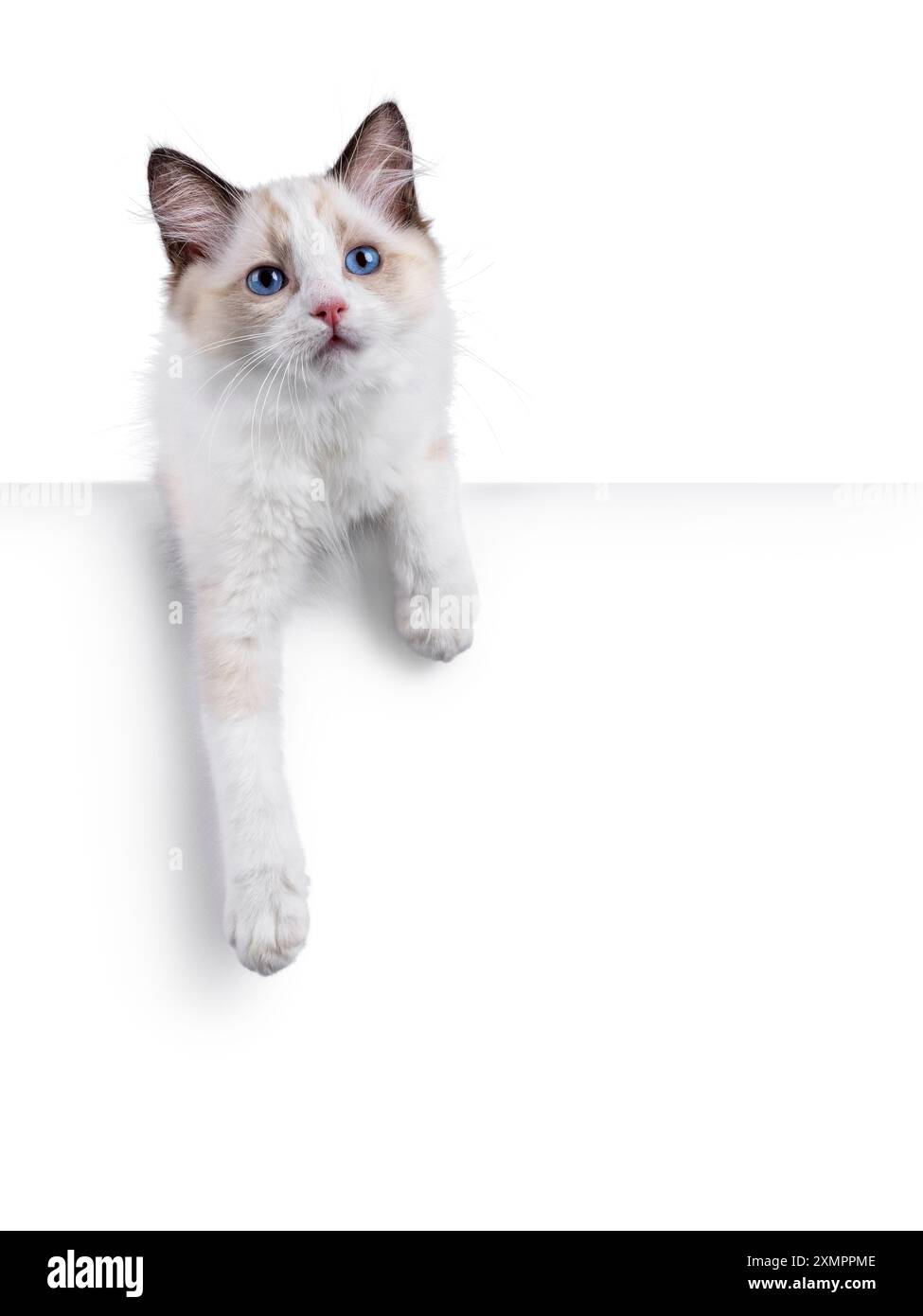 Cute Ragdoll cat kitten standing facing front with paws hanging over ...