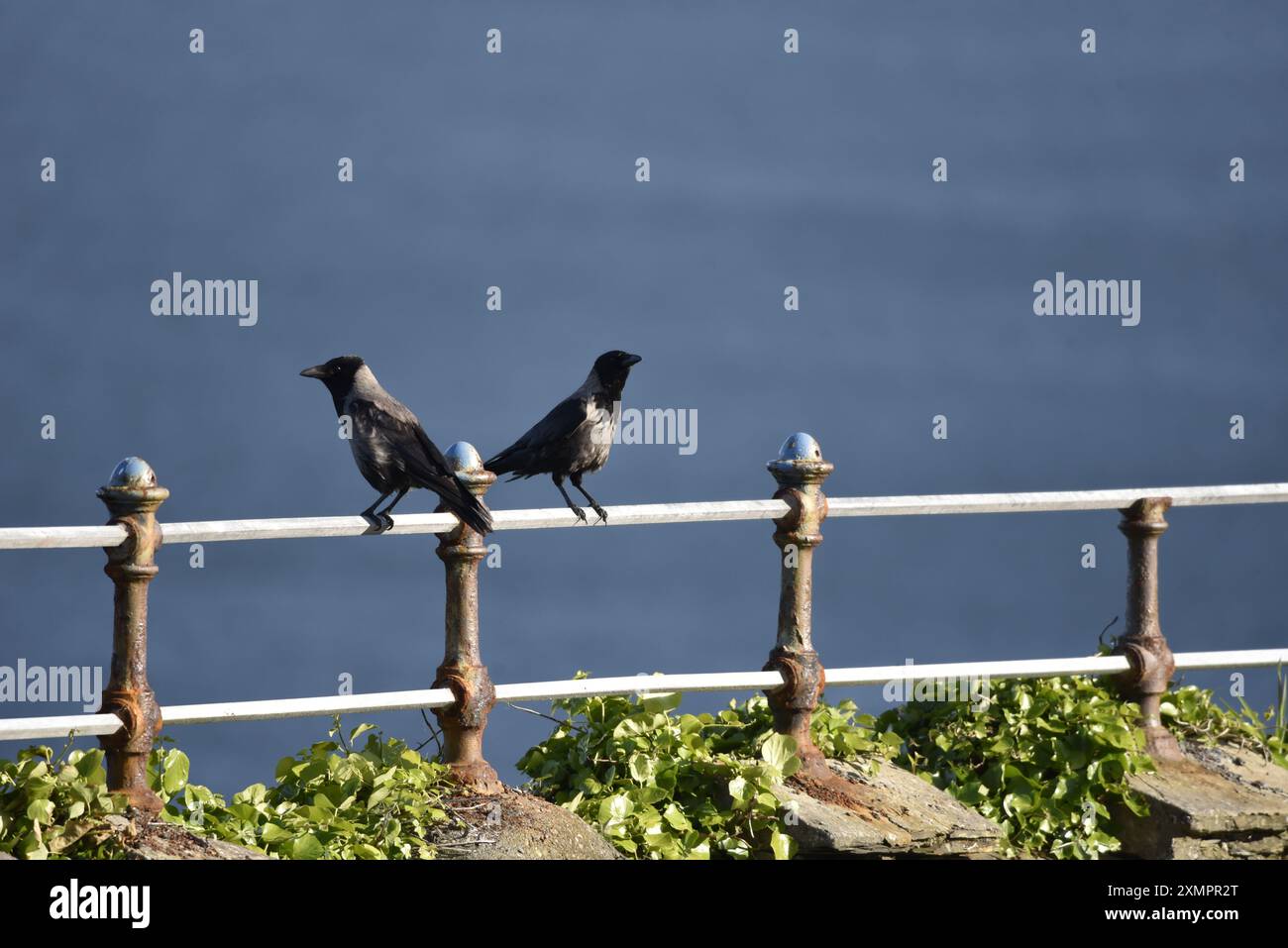 Pair of Hooded Crows (Corvus cornix) Standing Back to Back on Railings ...