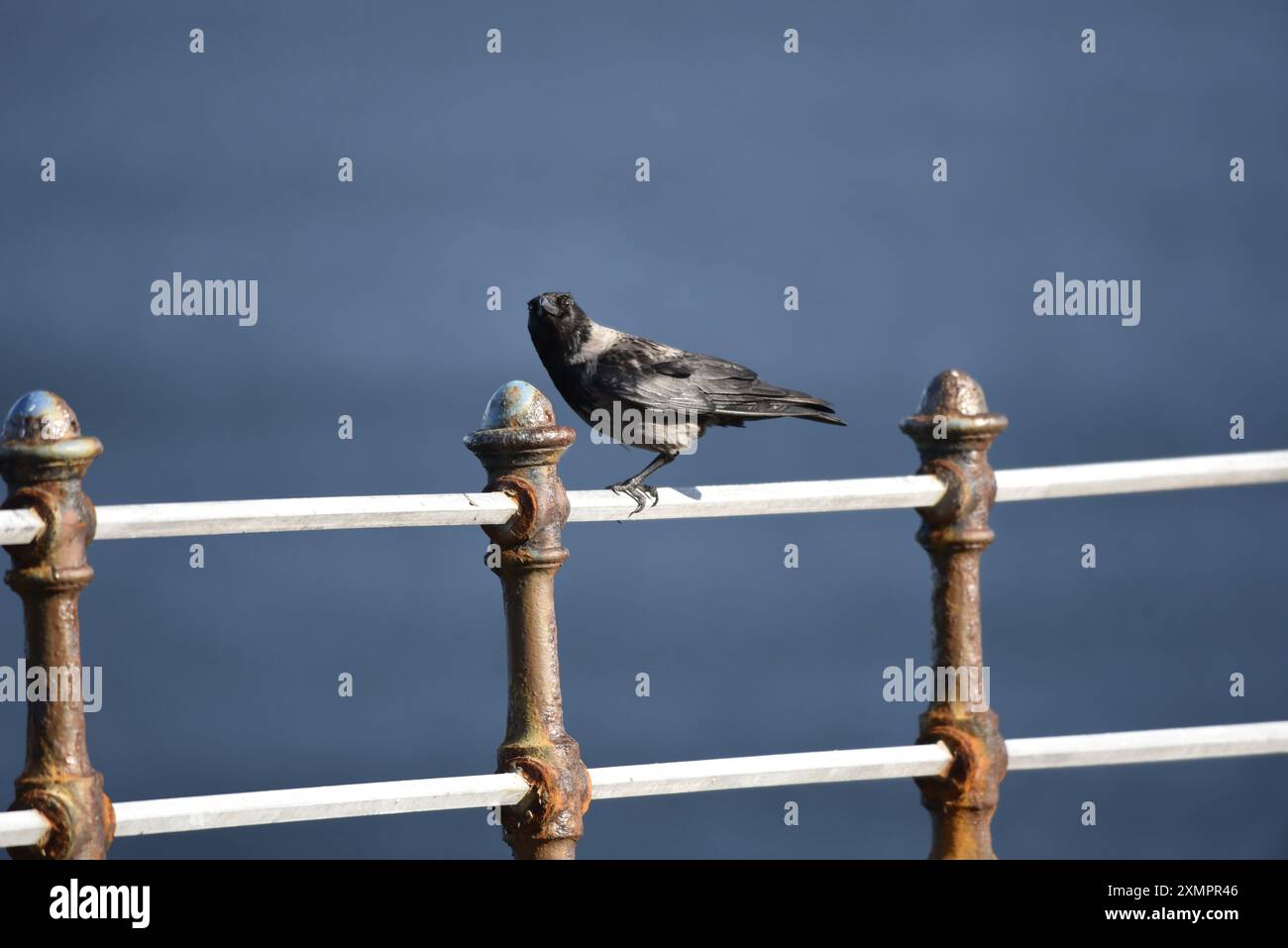 Hooded Crow (Corvus cornix) Walking Along the Top of Iron Railings in ...